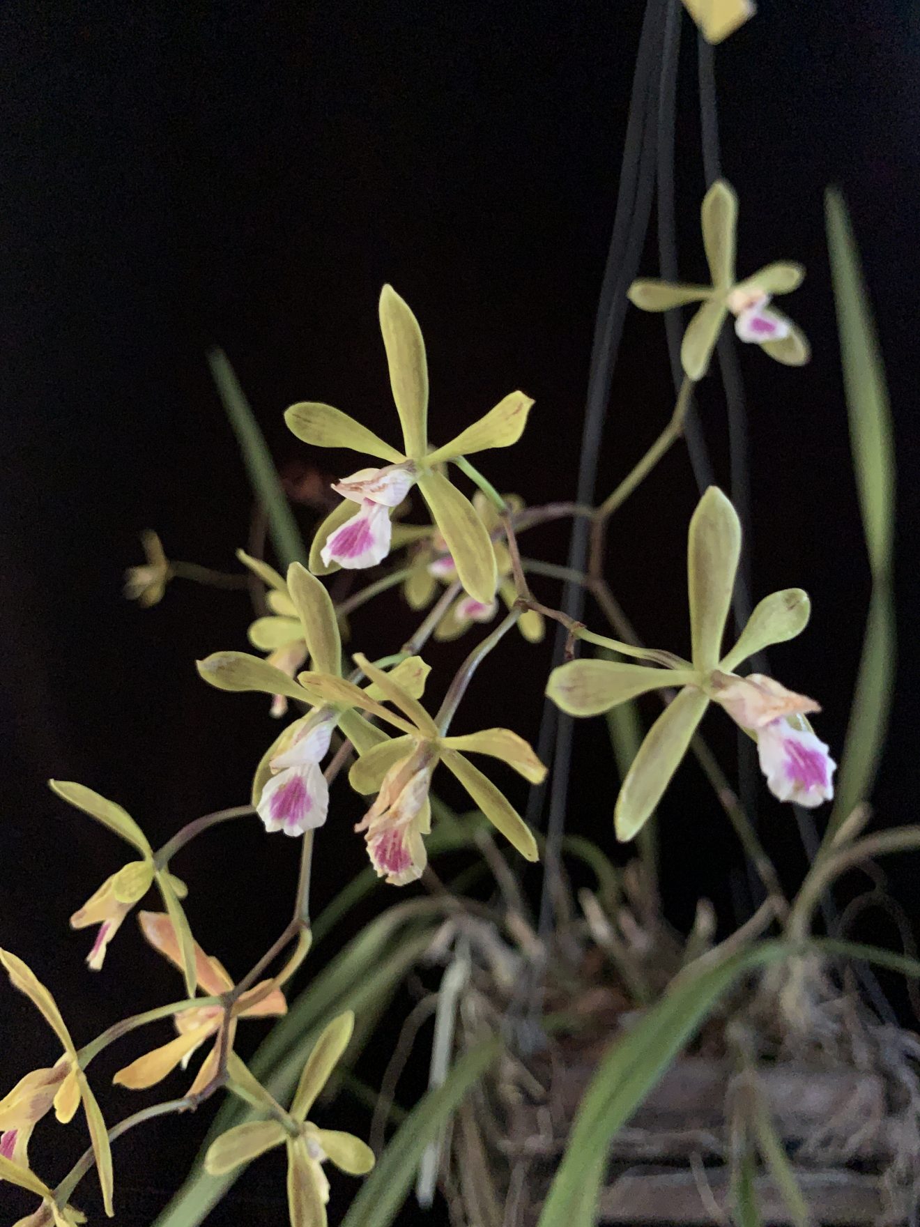 Broward Native Orchids – Restoring native orchids throughout Southeast ...