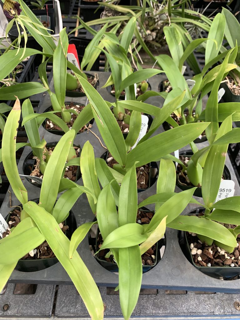 Prosthechea cochleata – Broward Native Orchids